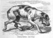 Understanding the Link Between Rabies and Hydrophobia: The Fear of ...