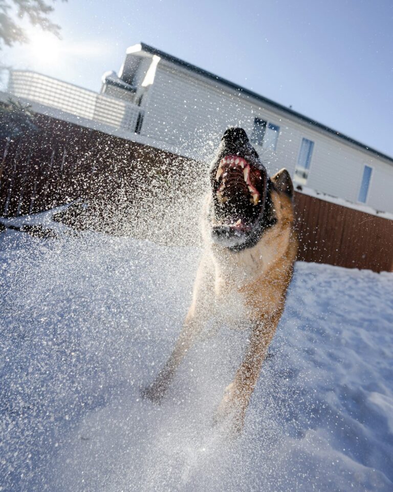 Understanding the Link Between Rabies and Hydrophobia: The Fear of ...